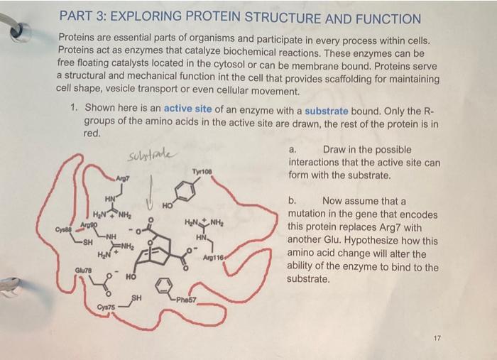 3. Proteins are directional, meaning they have a | Chegg.com