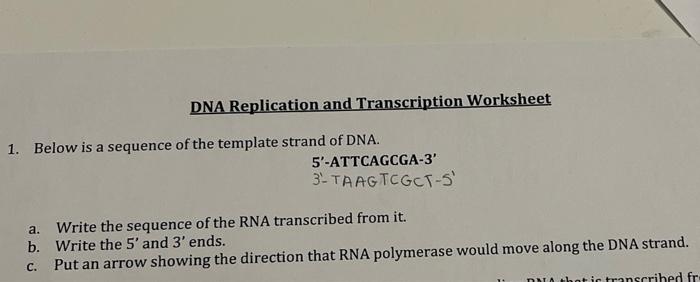 Solved DNA Replication and Transcription Worksheet 1. Below | Chegg.com