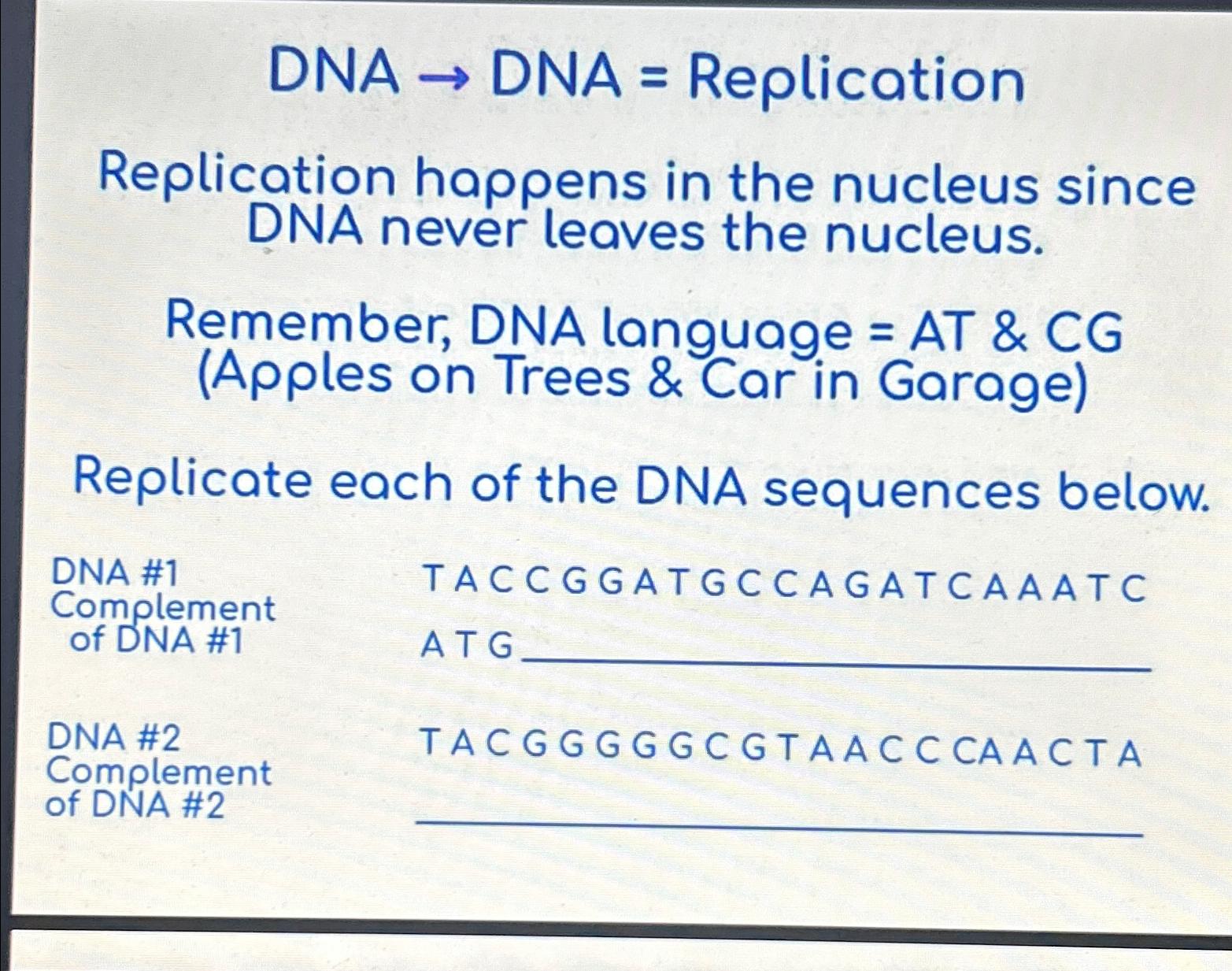 Solved DNA → ﻿DNA = ﻿ReplicationReplication happens in the | Chegg.com