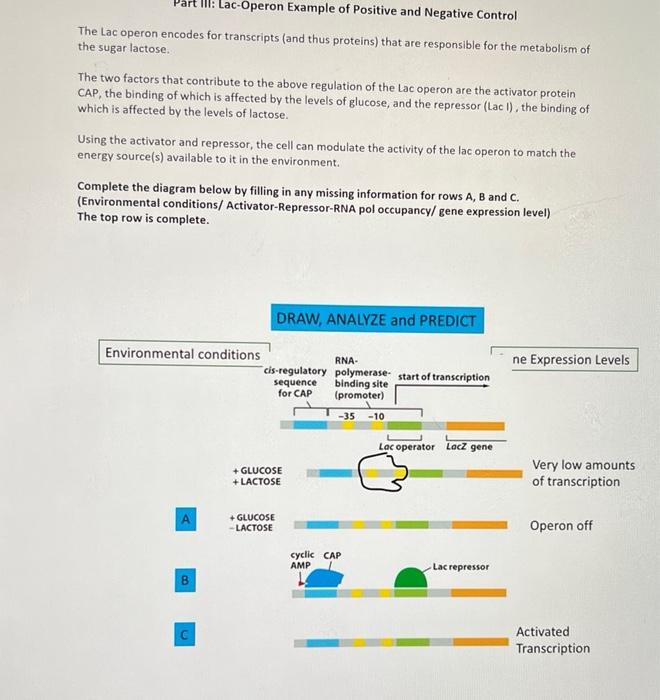 Solved III: Lac-Operon Example of Positive and Negative | Chegg.com