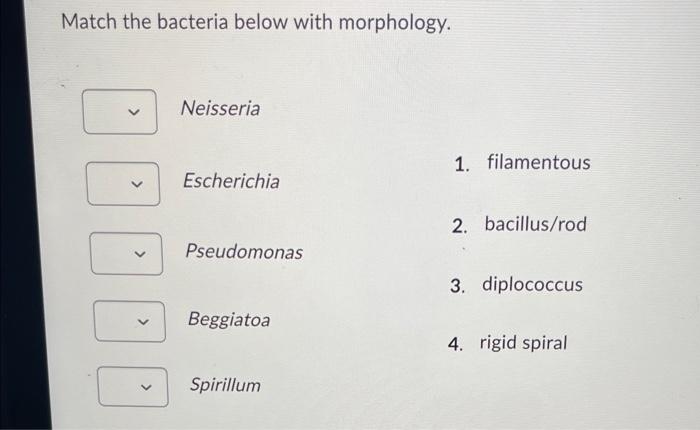 Solved Match the bacteria below with morphology. Neisseria | Chegg.com