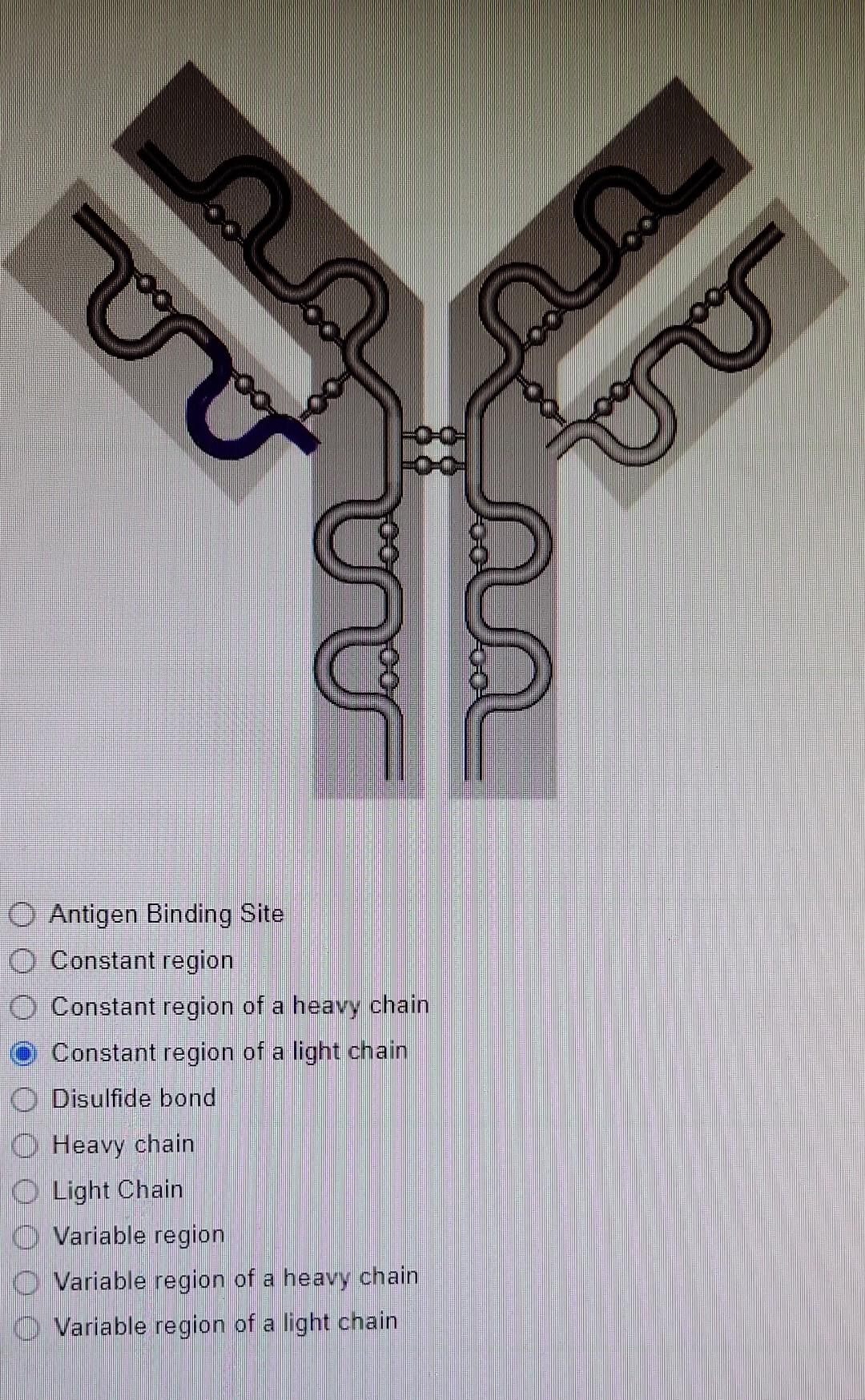 Solved Identify the highlighted part of the antibody 0000 s | Chegg.com