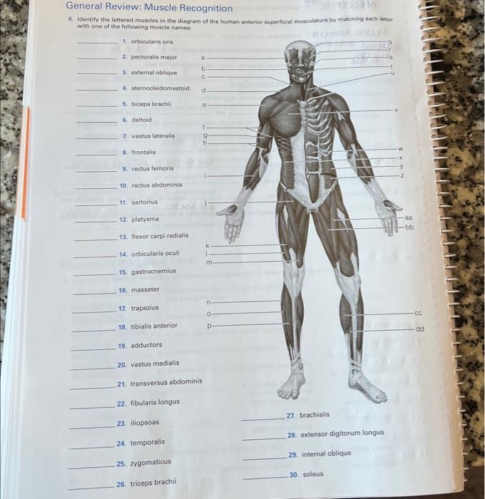 Solved General Review: Muscle Descriptions 5. Complete the | Chegg.com