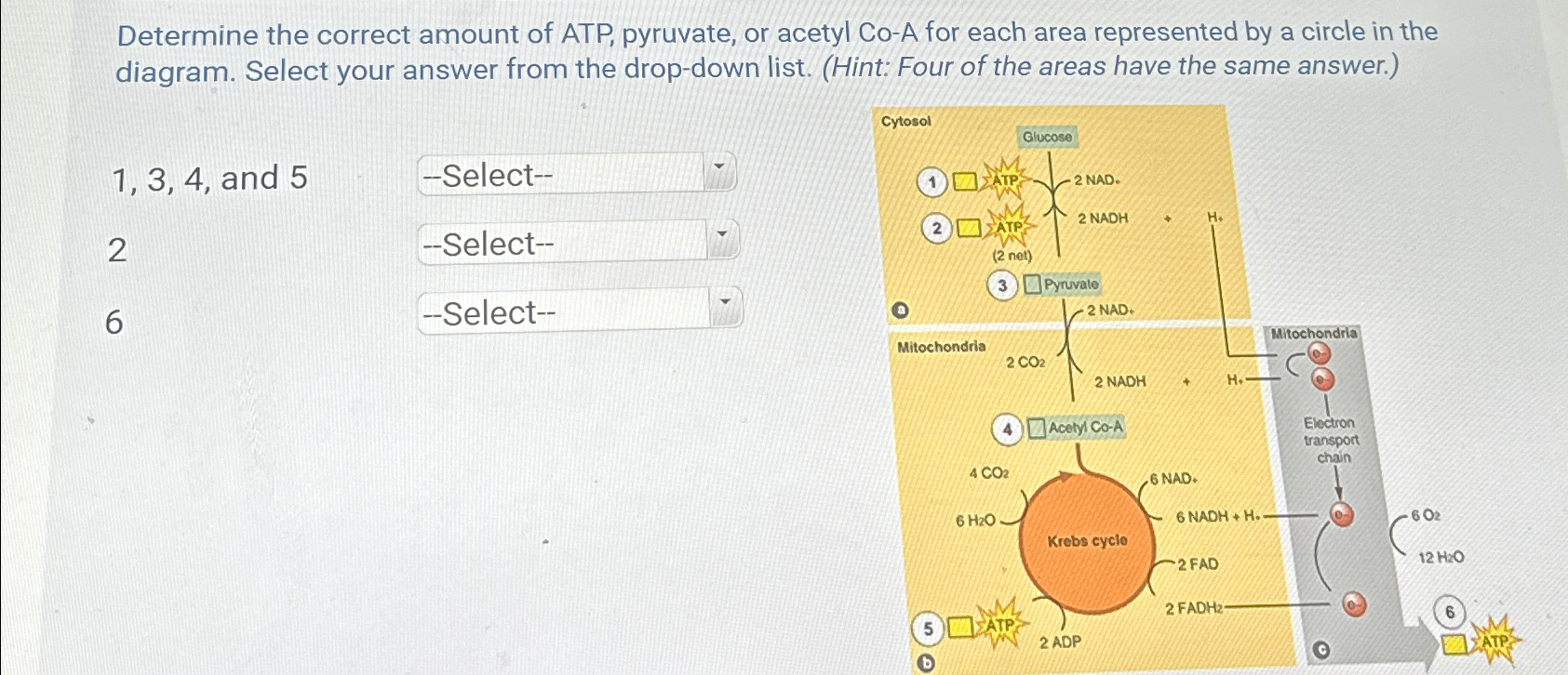 Solved Determine the correct amount of ATP, pyruvate, or | Chegg.com