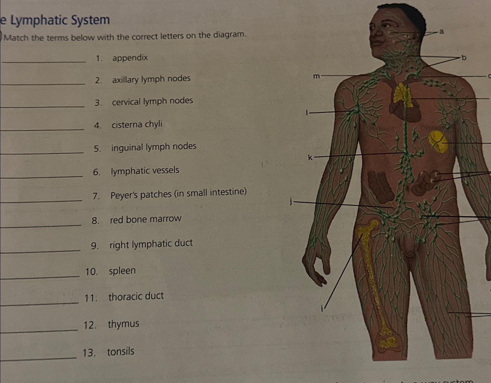 Solved e Lymphatic SystemMatch the terms below with the | Chegg.com Solved e Lymphatic SystemMatch the terms below with the | Chegg.com