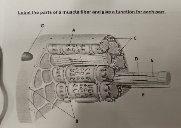 Solved Label the parts of a muscle fiber and give a function | Chegg.com