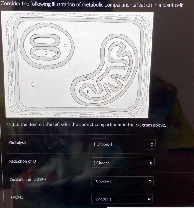 Consider the following illustration of metabolic | Chegg.com