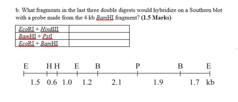 Solved b. ﻿What fragments in the last three double digests | Chegg.com