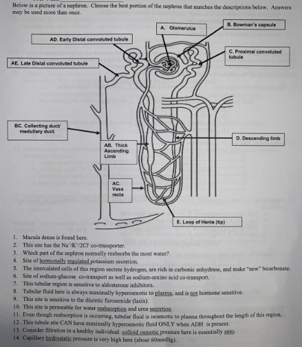Below is a picture of a nephron. Choose the best | Chegg.com