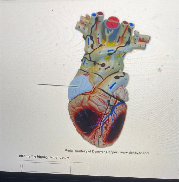 Solved Model courtesy of Denoyer-Geppert, www.denoyer.com | Chegg.com