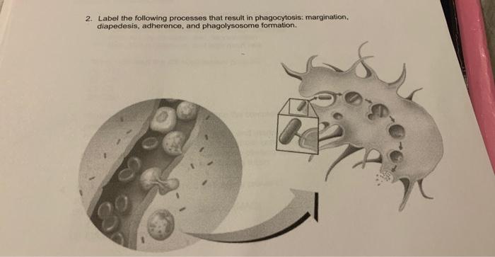 Solved 2. Label the following processes that result in | Chegg.com