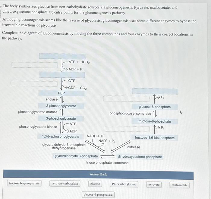 Solved The body synthesizes glucose from non-carbohydrate | Chegg.com