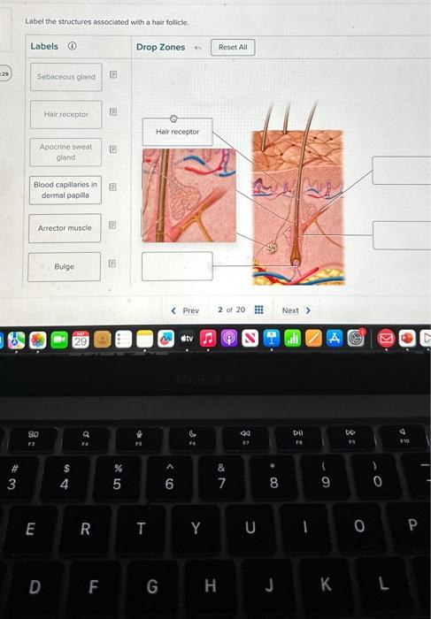 Solved 1:29 # 3 Label the structures associated with a hair | Chegg.com