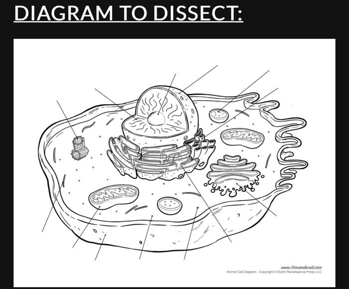 - Label each organelle or structure with the | Chegg.com