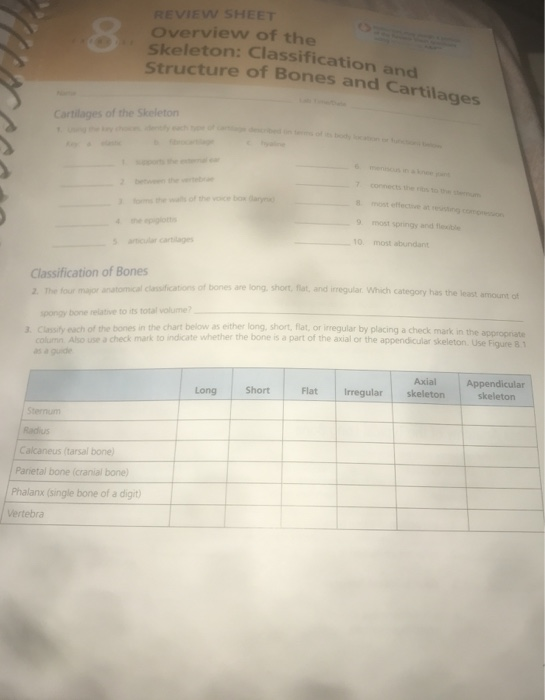 Solved REVIEW SHEET Overview of the Skeleton: Classification | Chegg.com