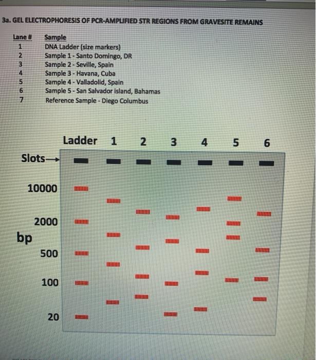 Solved 3a. GEL ELECTROPHORESIS OF PCR-AMPLIFIED STR REGIONS | Chegg.com