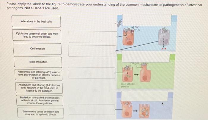 Solved Please apply the labels to the figure to demonstrate | Chegg.com