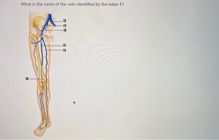 Solved What is the name of the vein identified by the letter | Chegg.com