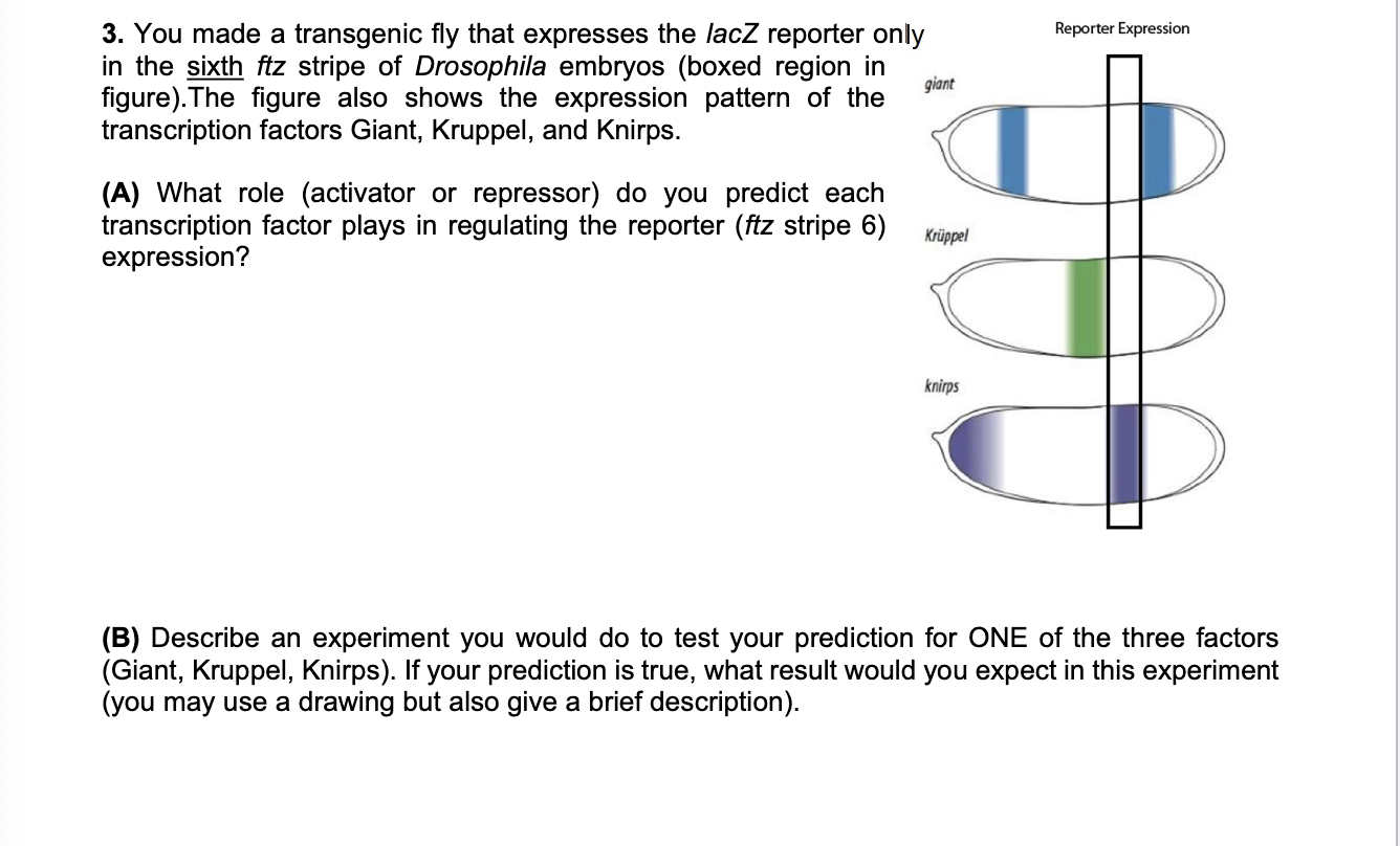 Solved 3. ﻿You made a transgenic fly that expresses the lacZ | Chegg.com