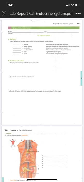 7:41 X Lab Report Cat Endocrine System.pdf REVIEW & | Chegg.com