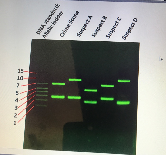 Solved EXERCISE A: PCR amplification of forensic DNA | Chegg.com
