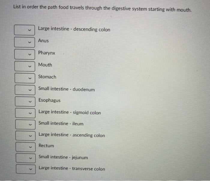 Solved List in order the path food travels through the | Chegg.com