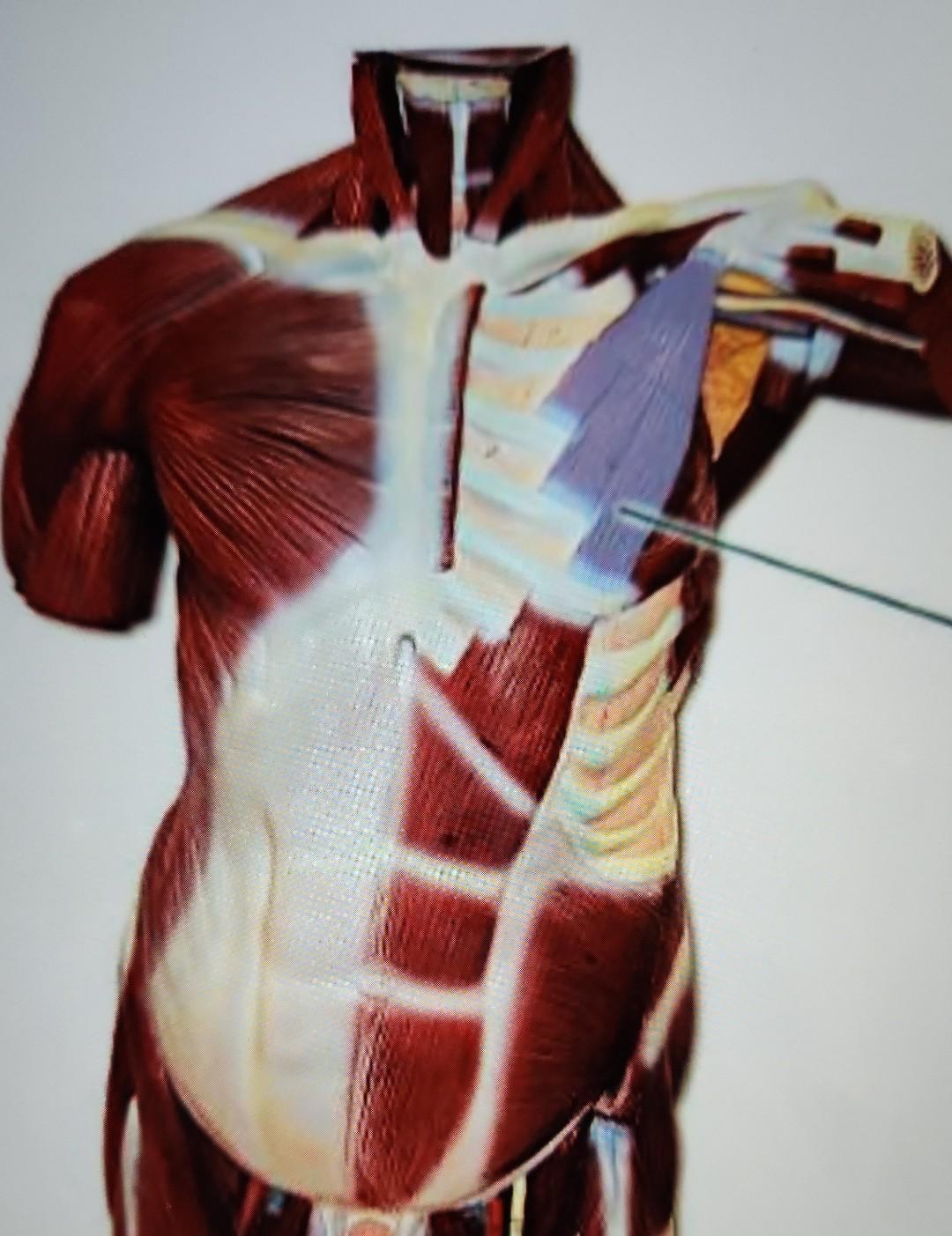 Solved what muscle is highlighted above? | Chegg.com