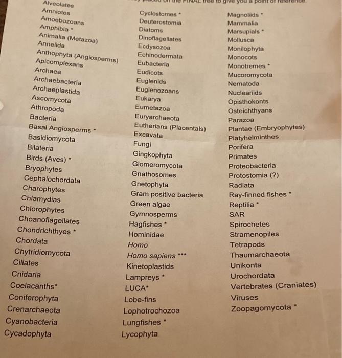 phylum -unikonta Opisto Konta Wingdom Animalia Ungdom | Chegg.com