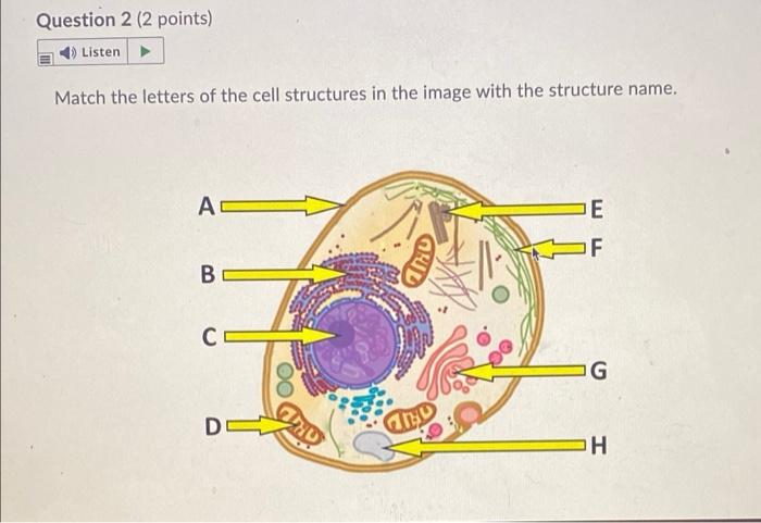Solved Question 2 (2 points) Listen Match the letters of the | Chegg.com