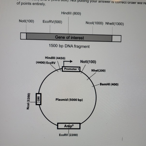 You have cloned the gene of interest into the vector | Chegg.com