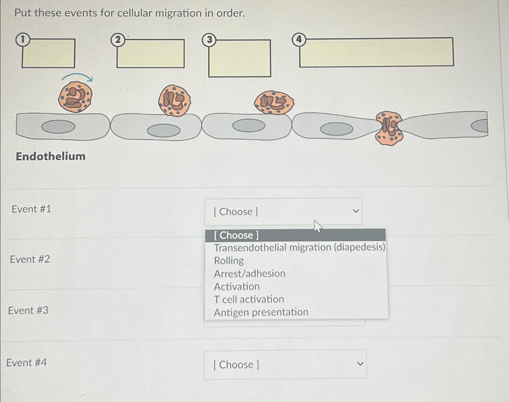 Solved Put these events for cellular migration in | Chegg.com