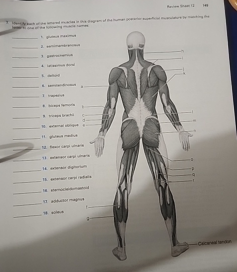 Solved 148Review Sheat 12General Review: Muscle | Chegg.com
