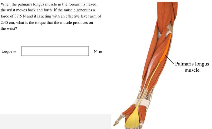Solved When the palmaris longus muscle in the forearm is | Chegg.com