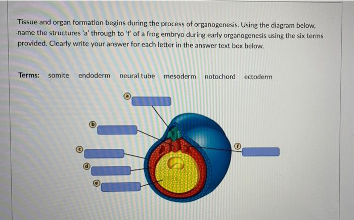 Solved Tissue and organ formation begins during the process | Chegg.com