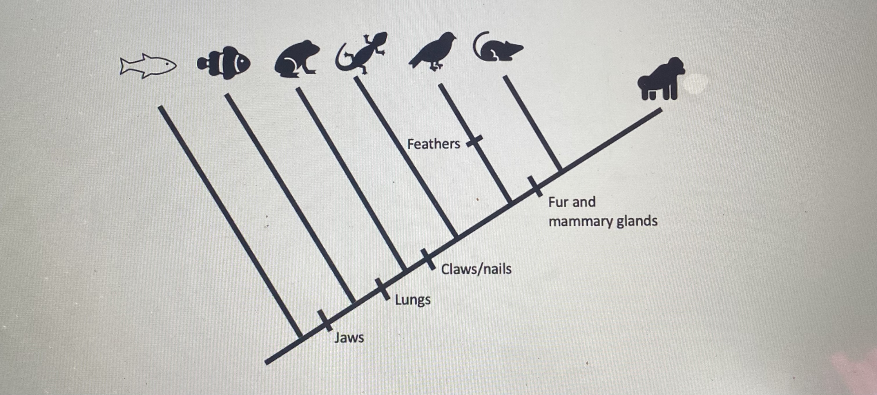 Solved According to this tree, which traits are shared by | Chegg.com