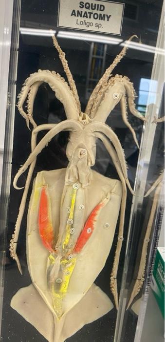 SQUID ANATOMY Loligo sp. 31 | Chegg.com