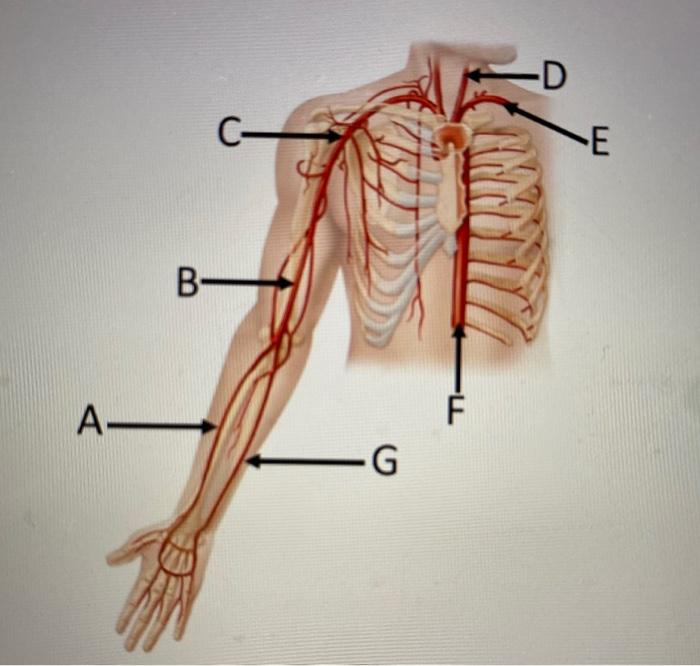 Solved identify blood vessel | Chegg.com