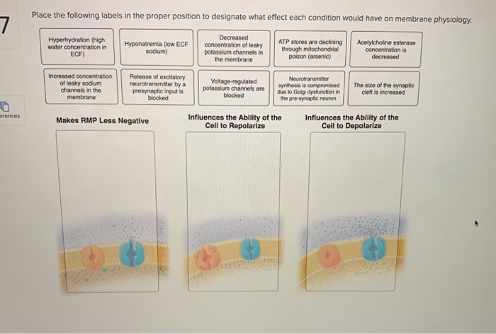 Solved Place the following labels in the proper position to | Chegg.com