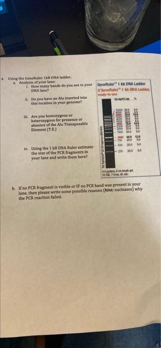 Using the GeneRuler 1kB DNA ladder, a. Analysis of | Chegg.com