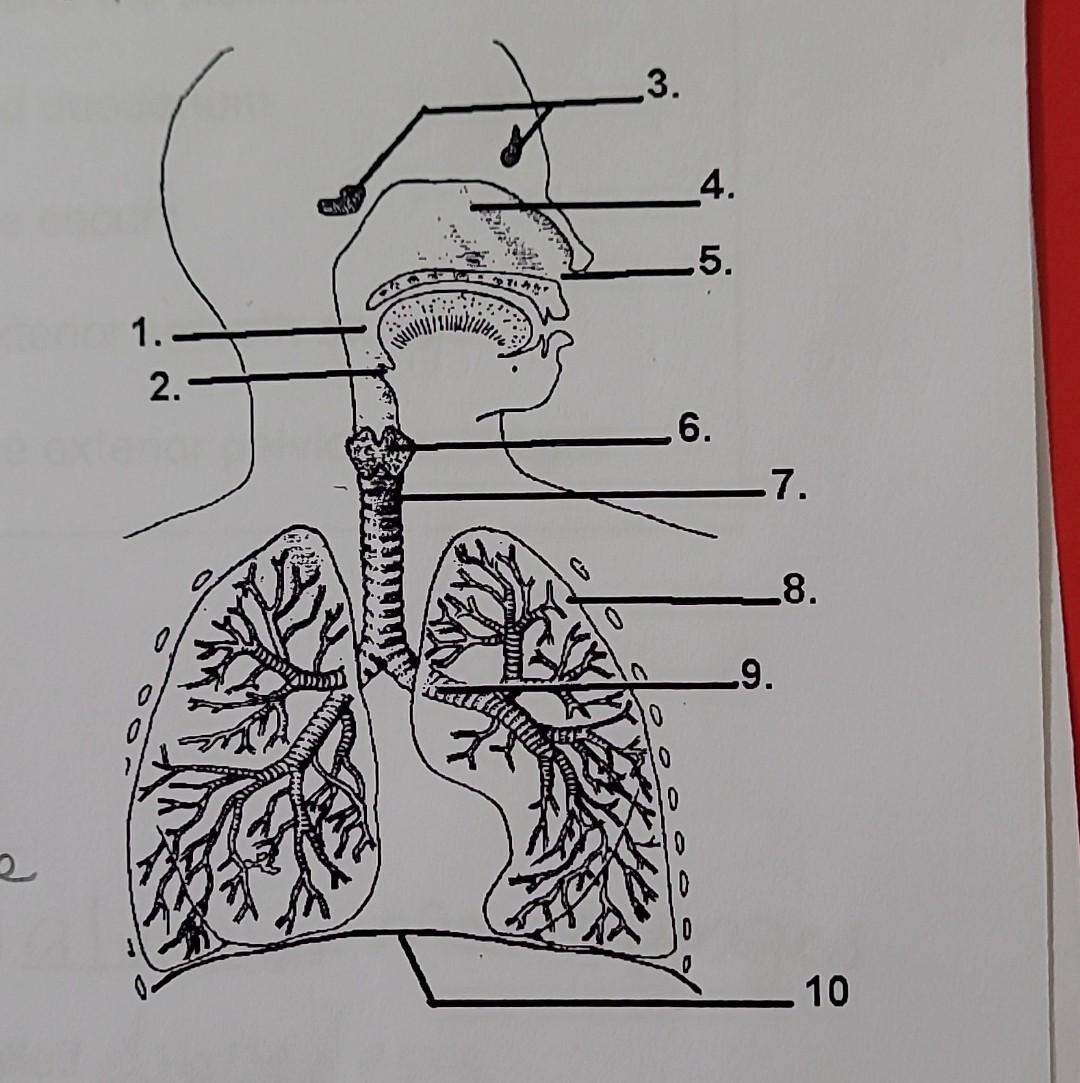 Solved label the regions 1 to 10. | Chegg.com