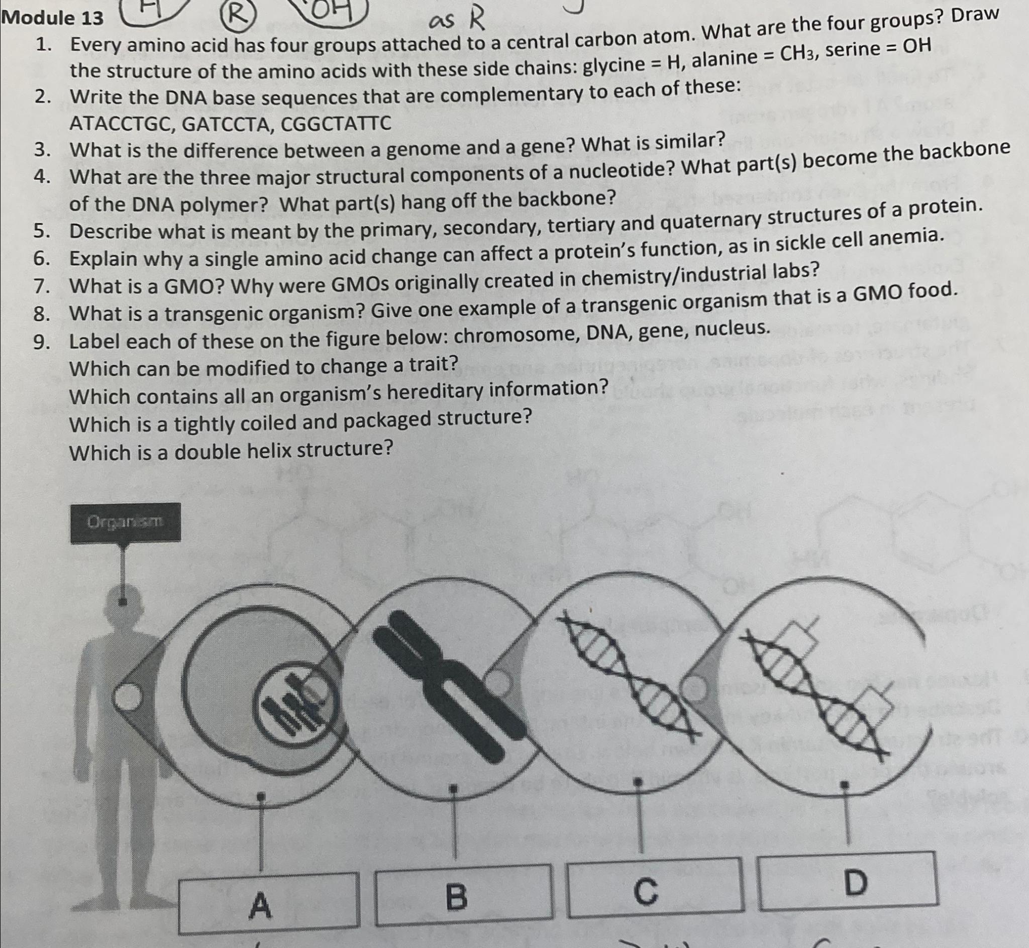 Solved Module 13(R)as REvery amino acid has four groups | Chegg.com