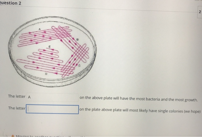Solved Question 2 2. The letter A on the above plate will | Chegg.com