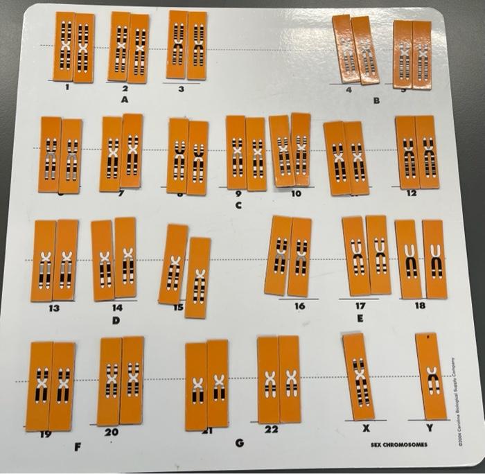 Solved 4. After all the magnetic chromosomes have been | Chegg.com