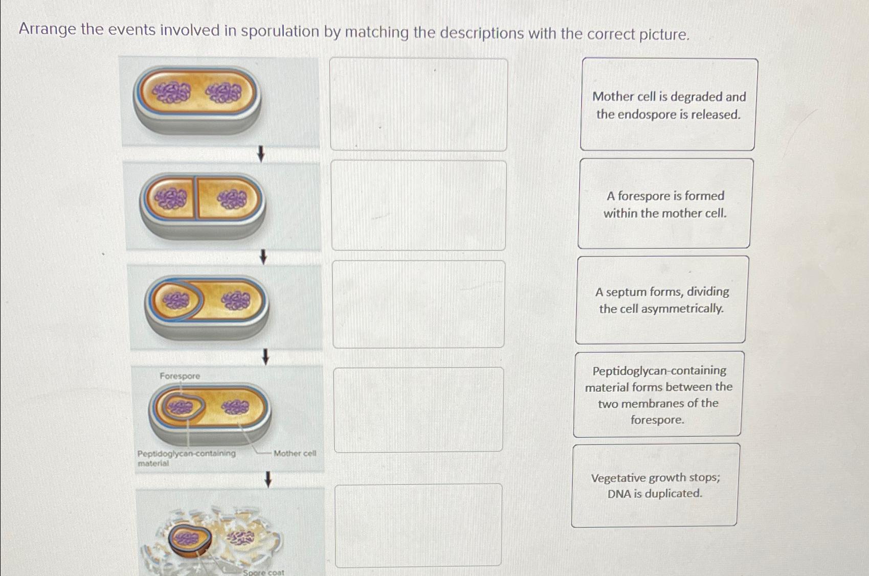 Solved Arrange the events involved in sporulation by | Chegg.com