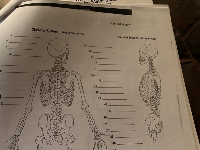 Solved skeletal system Skeletal System-posterior view | Chegg.com Solved skeletal system Skeletal System-posterior view | Chegg.com