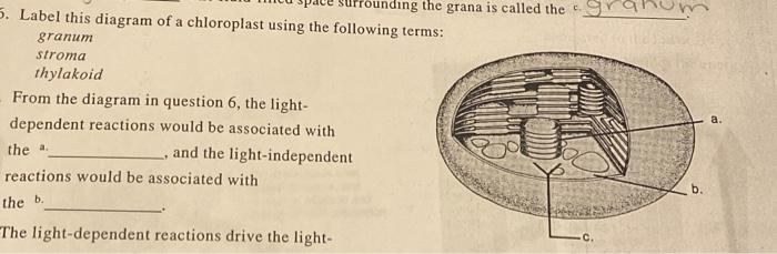 Solved Label this diagram of a chloroplast using the | Chegg.com