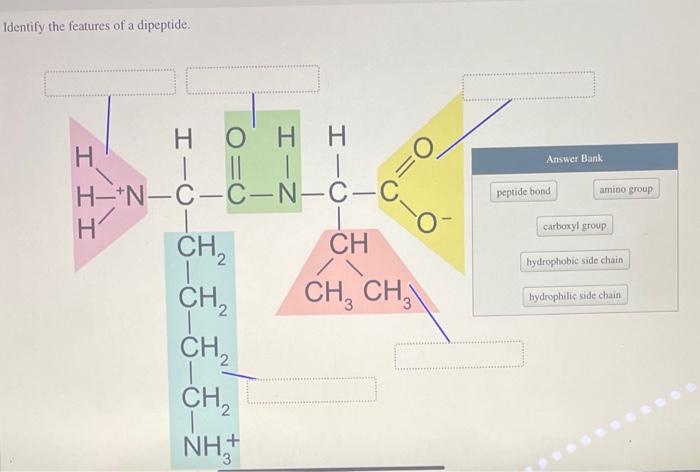 Solved Identify the features of a dipeptide. | Chegg.com