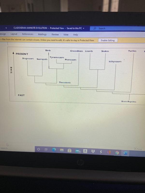 Solved AMNIOTE EVOLUTION A cladogram shows the evolutionary | Chegg.com