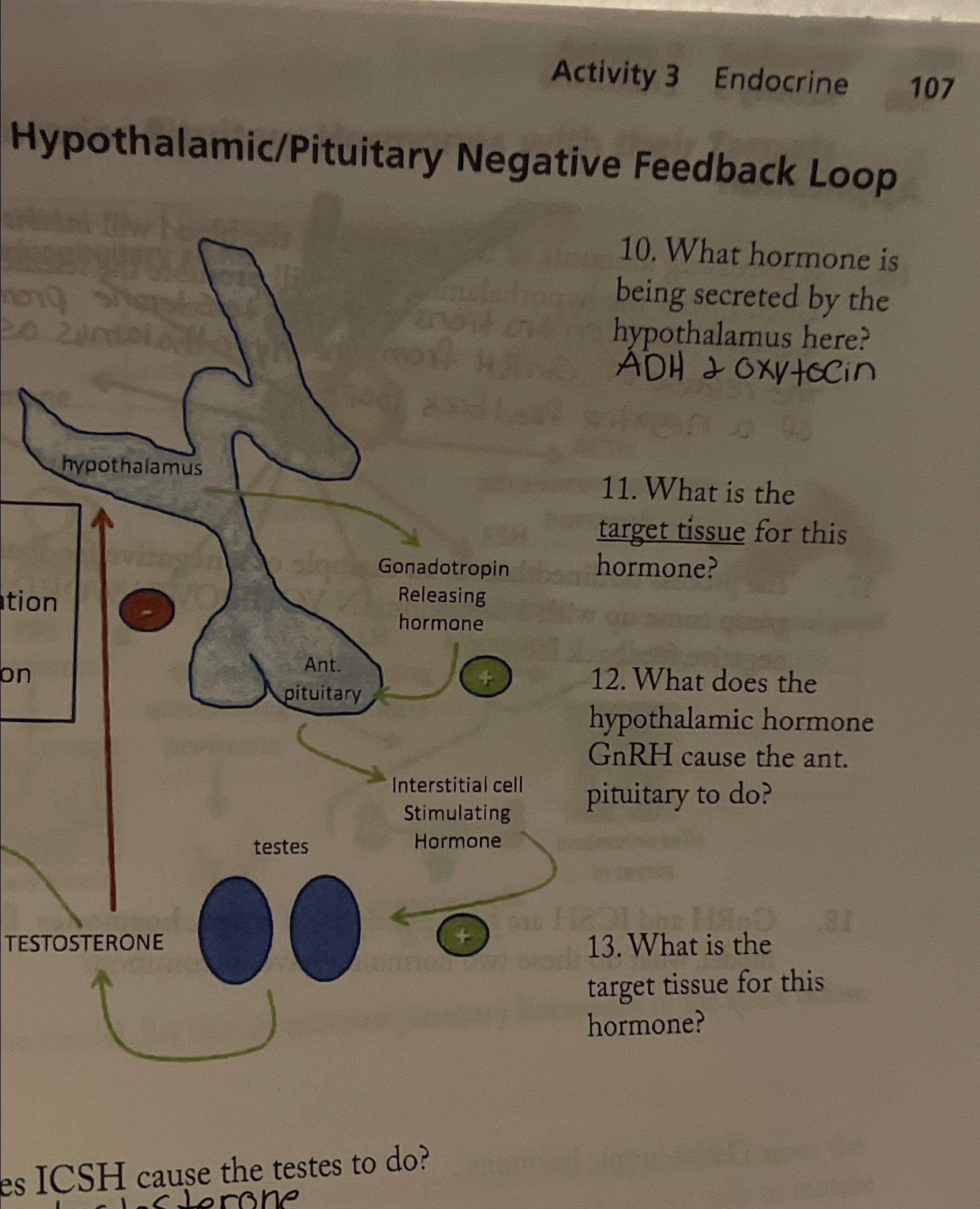 Solved Activity 3Endocrine107Hypothalamic/Pituitary Negative | Chegg.com