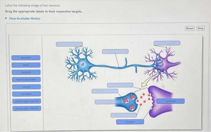 Solved Label the following image of two neurons. Drag the | Chegg.com